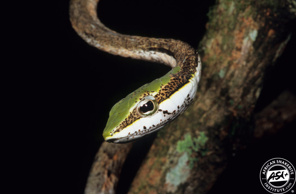 Eastern Vine Snake - African Snakebite Institute