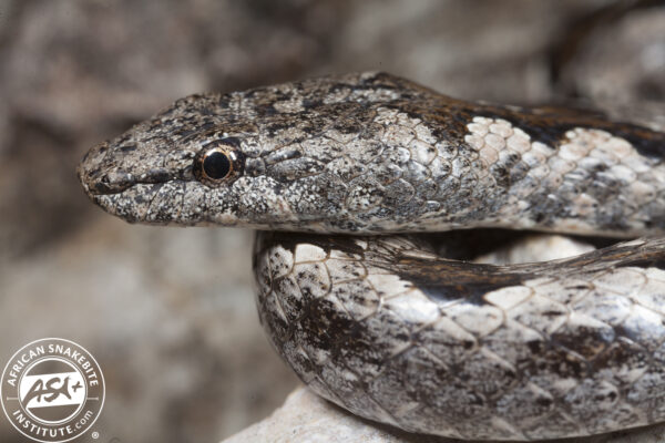 Viperine Rock Snake - African Snakebite Institute