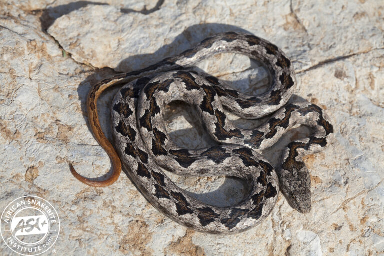 Viperine Rock Snake - African Snakebite Institute