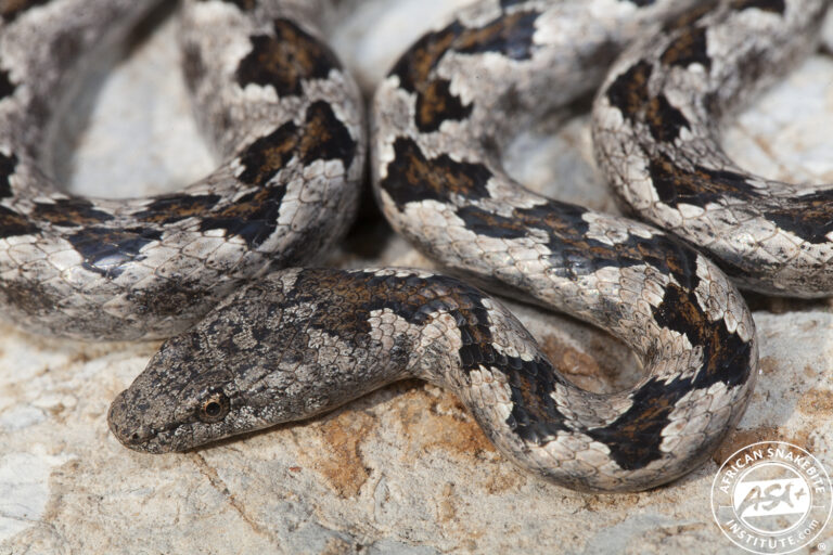 Viperine Rock Snake - African Snakebite Institute