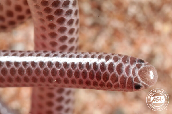 Western Thread Snake - African Snakebite Institute