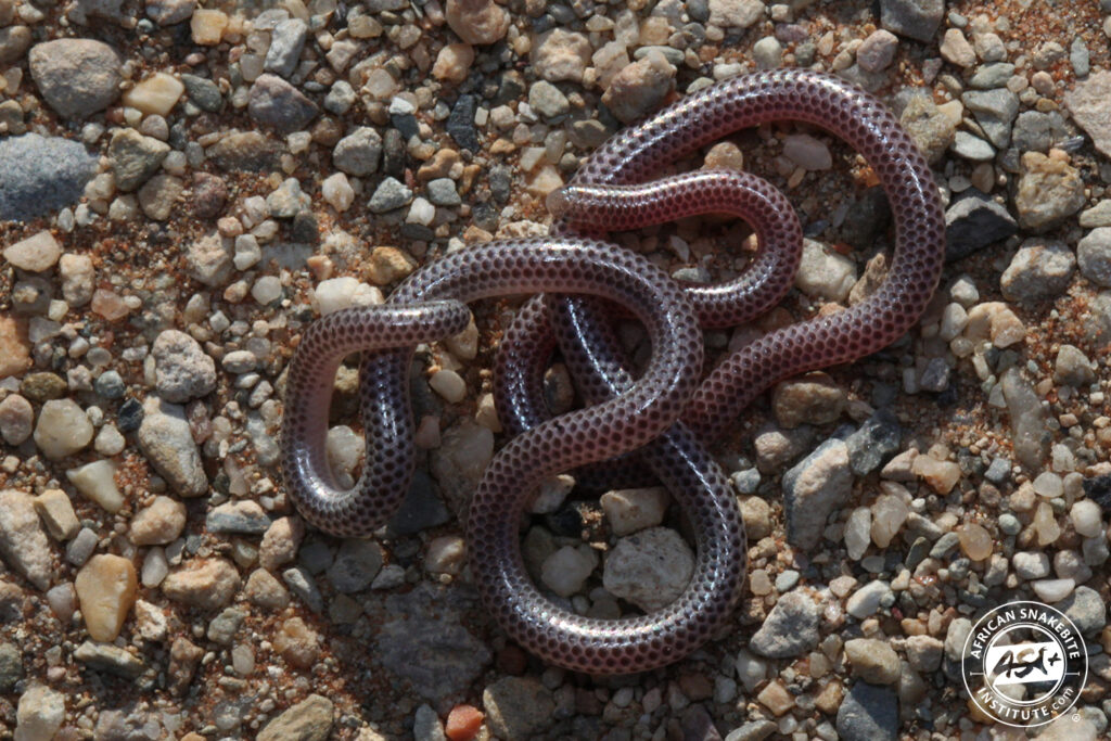 Western Thread Snake - African Snakebite Institute