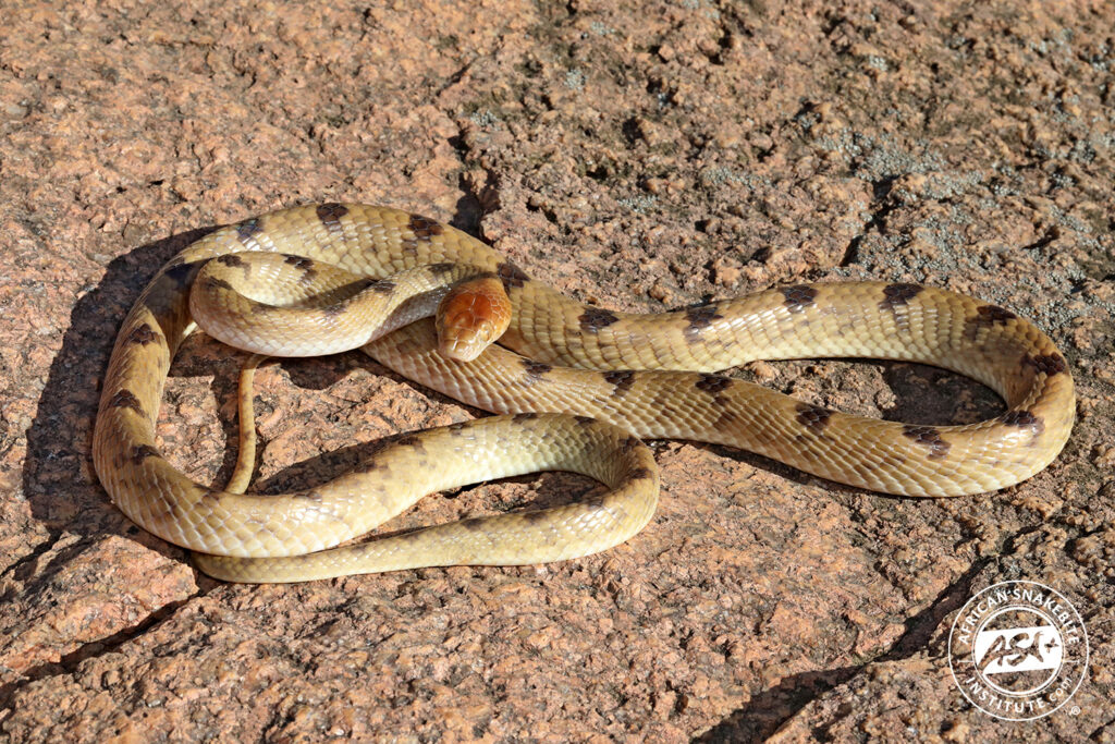 Western Tiger Snake - African Snakebite Institute