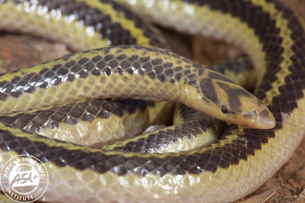 Bicoloured Quill-snouted Snake - African Snakebite Institute