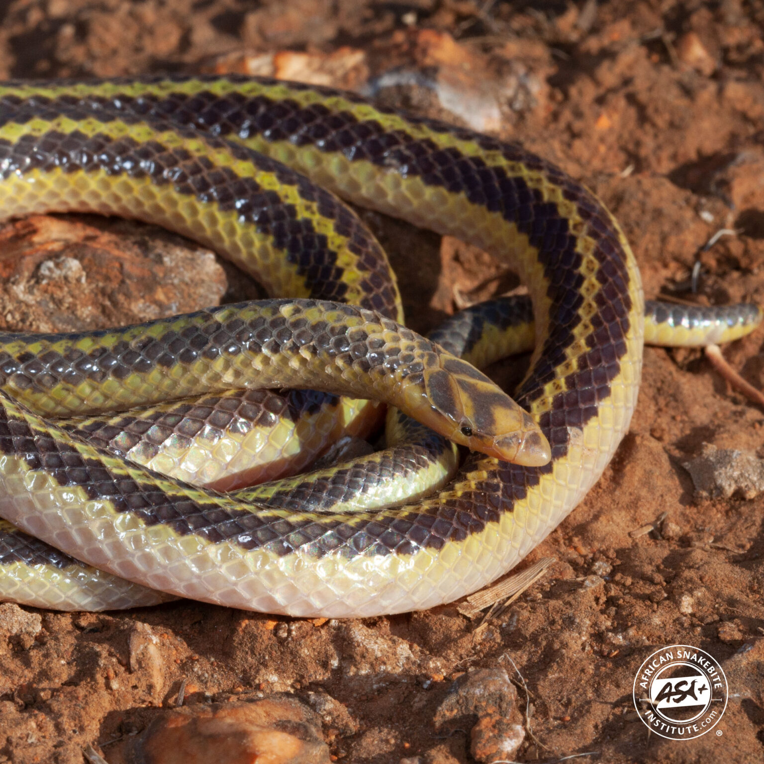 Bicoloured Quill-snouted Snake - African Snakebite Institute