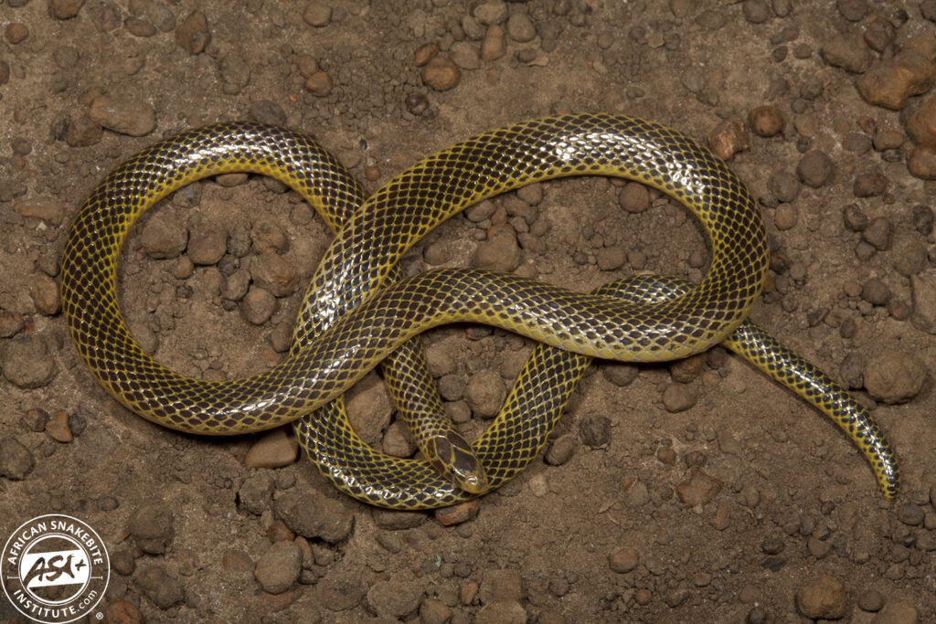 Speckled Quill-snouted Snake - African Snakebite Institute