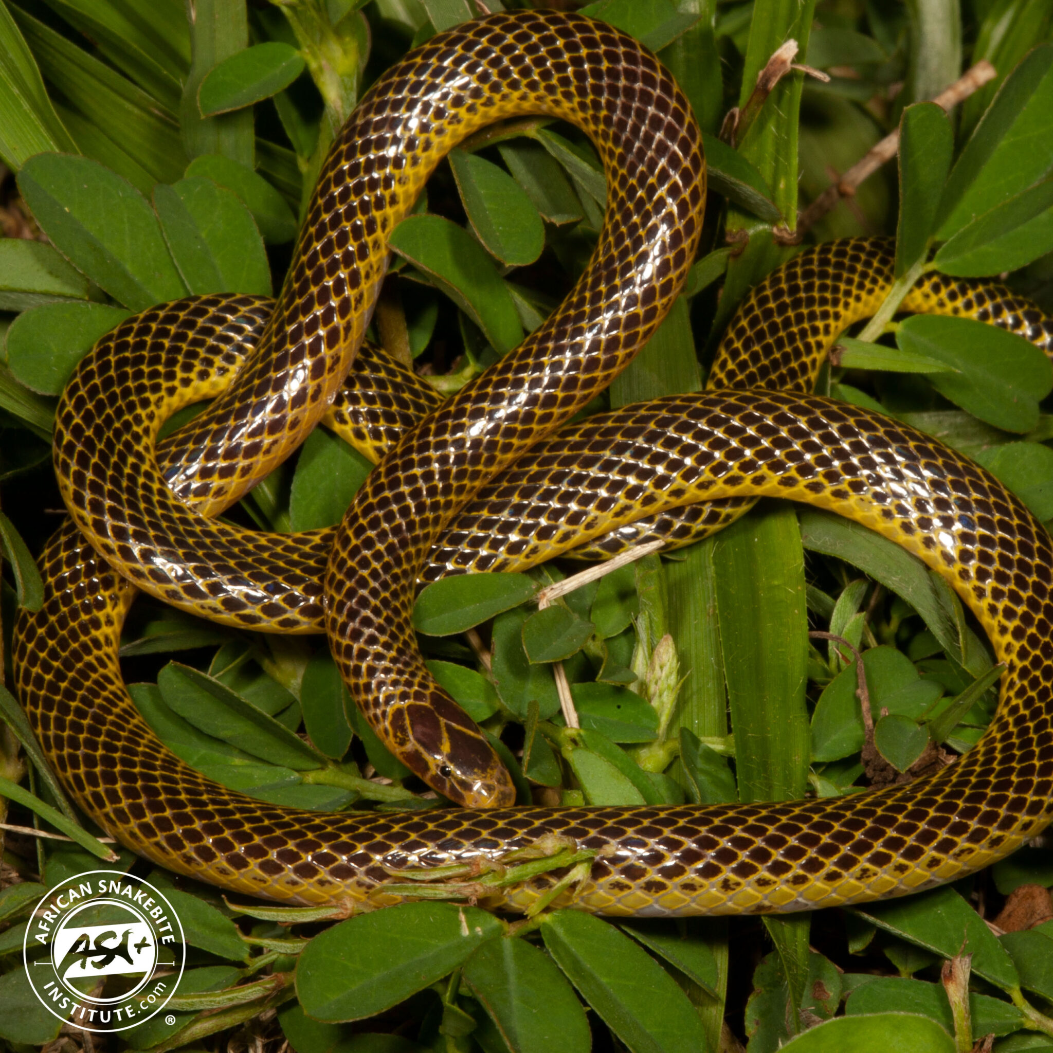 Speckled Quill-snouted Snake - African Snakebite Institute