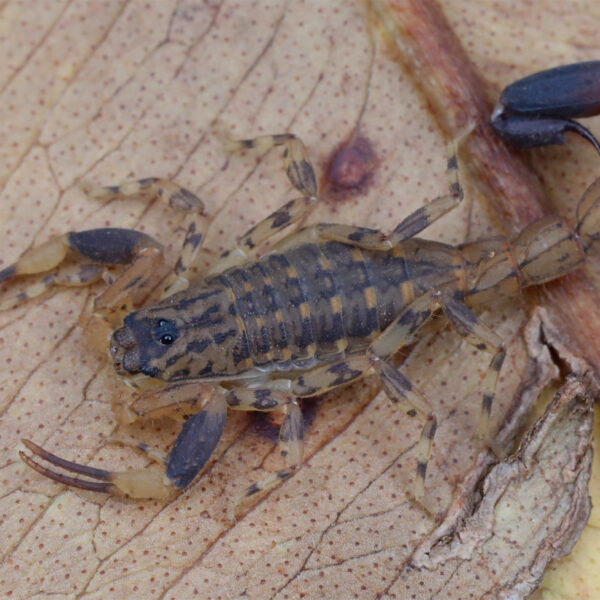 Scorpions - African Snakebite Institute