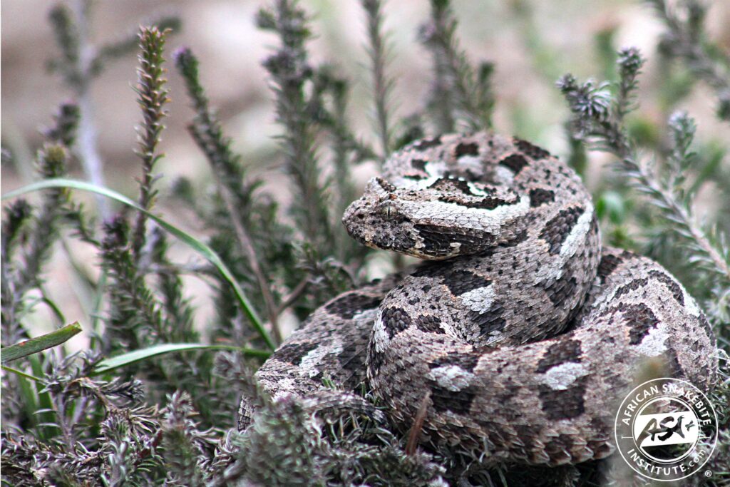 Albany Adder - African Snakebite Institute