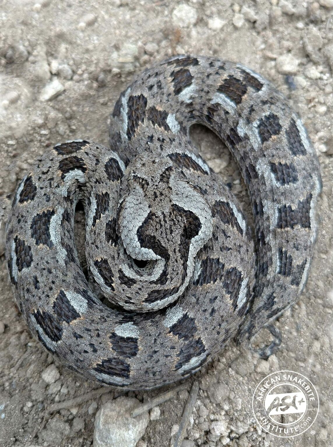 Albany Adder - African Snakebite Institute