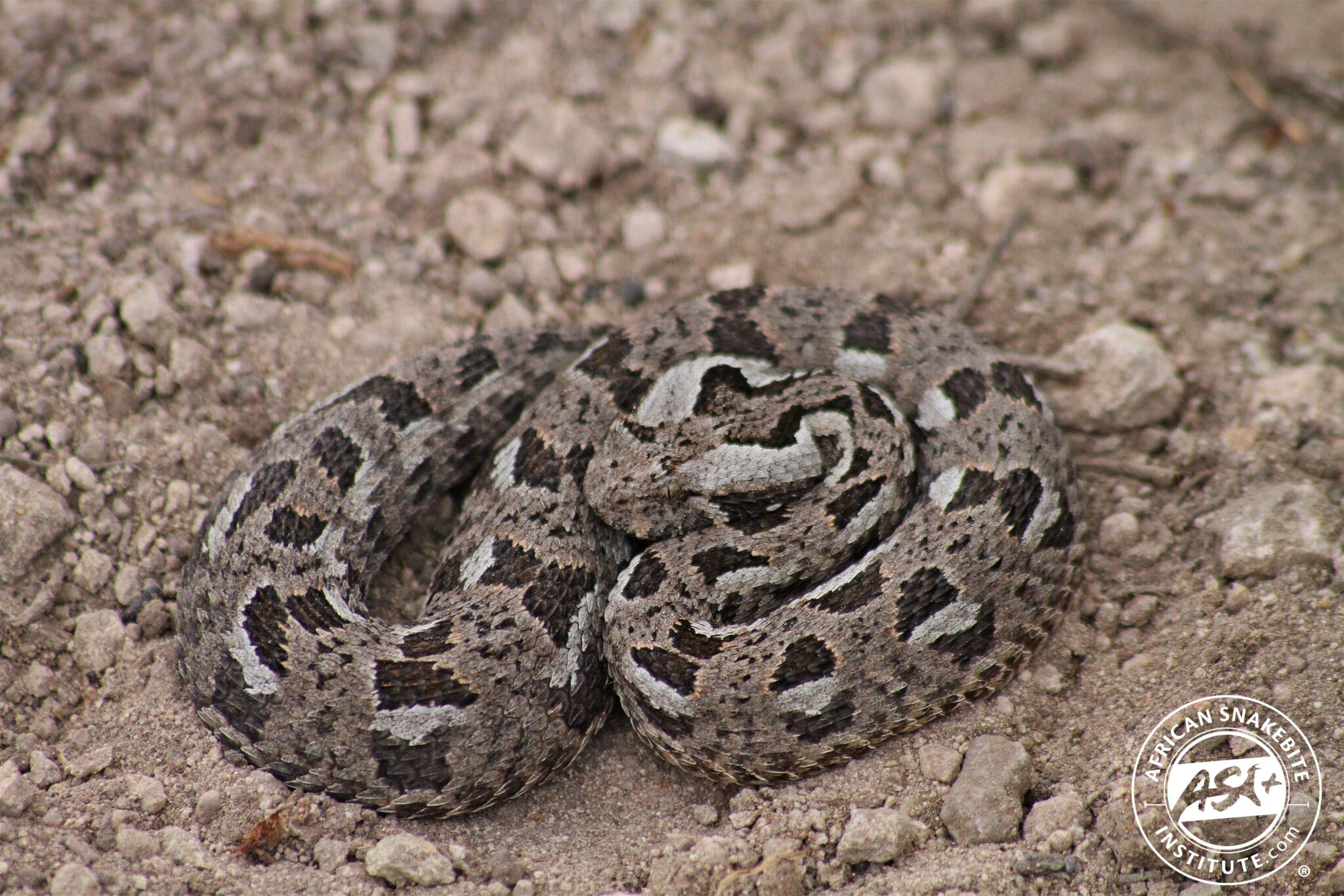 Albany Adder - African Snakebite Institute