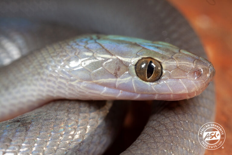 Brown House Snake - Africa - African Snakebite Institute