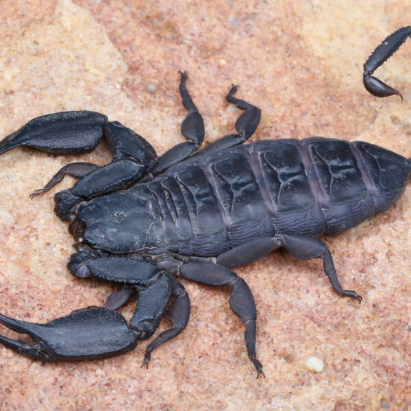 Scorpions - African Snakebite Institute