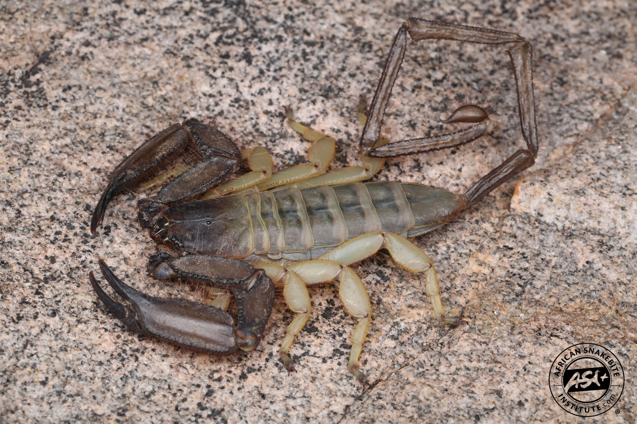 Namaqua Rock Scorpion - African Snakebite Institute