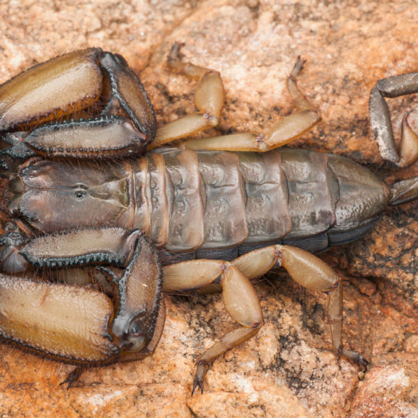Scorpions - African Snakebite Institute