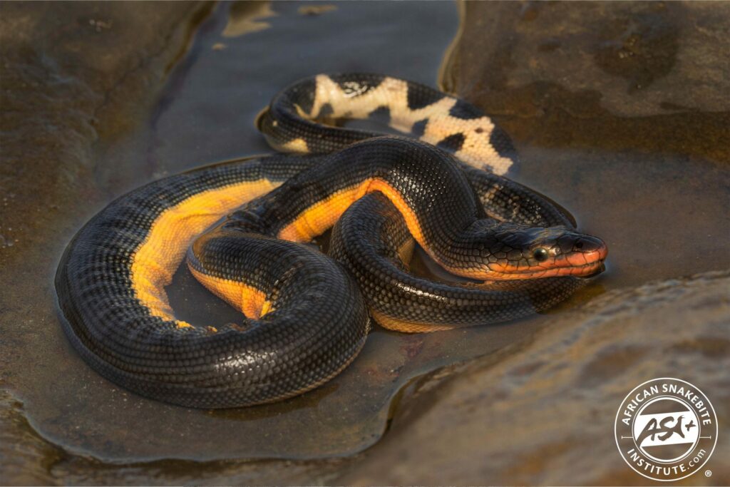 Yellow-bellied Sea Snake - African Snakebite Institute
