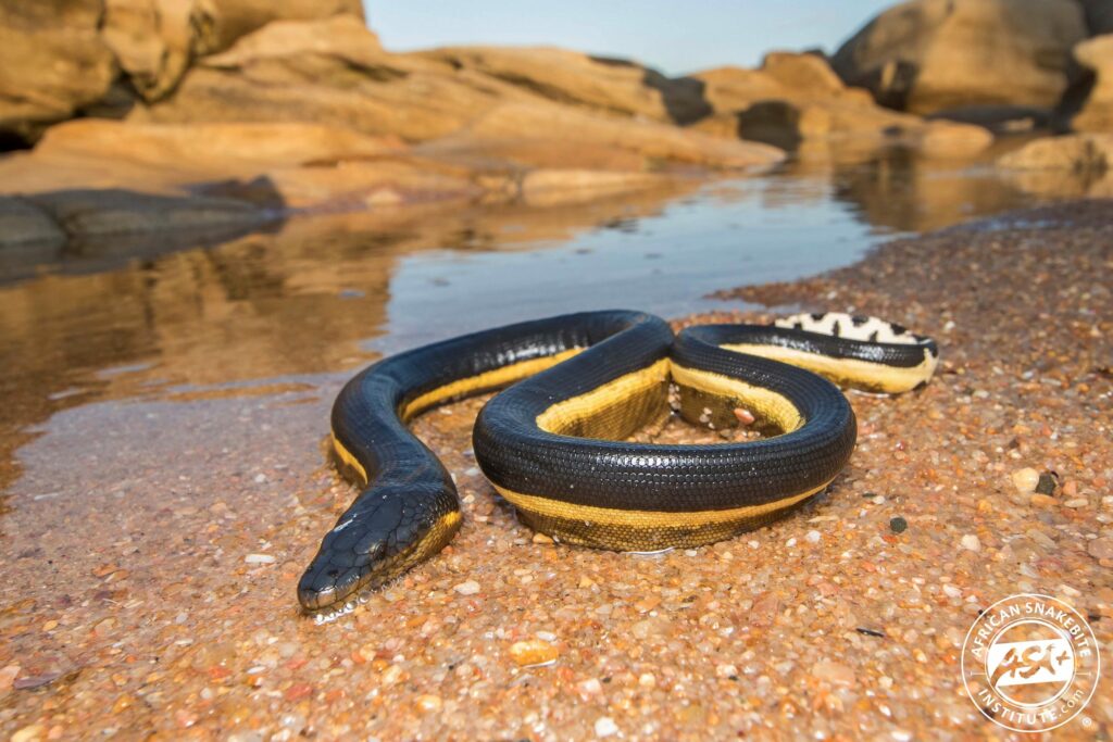 Yellow-bellied Sea Snake - African Snakebite Institute