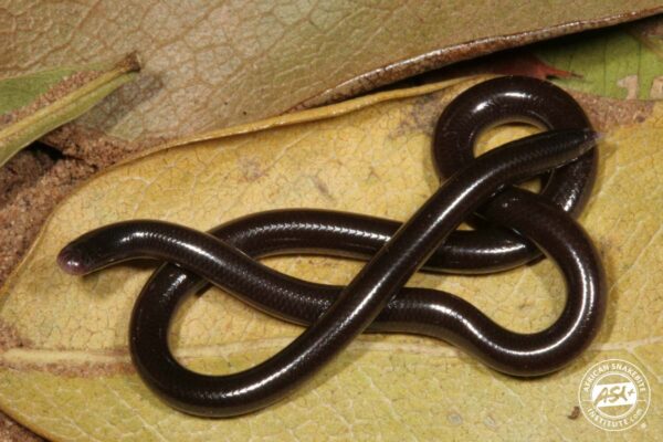 Flowerpot Snake - African Snakebite Institute