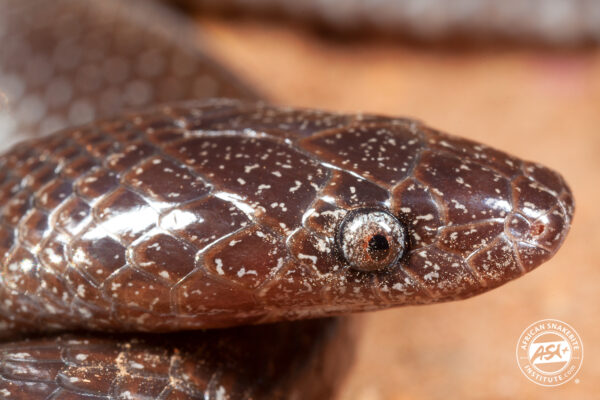 Common Wolf Snake - Africa - African Snakebite Institute