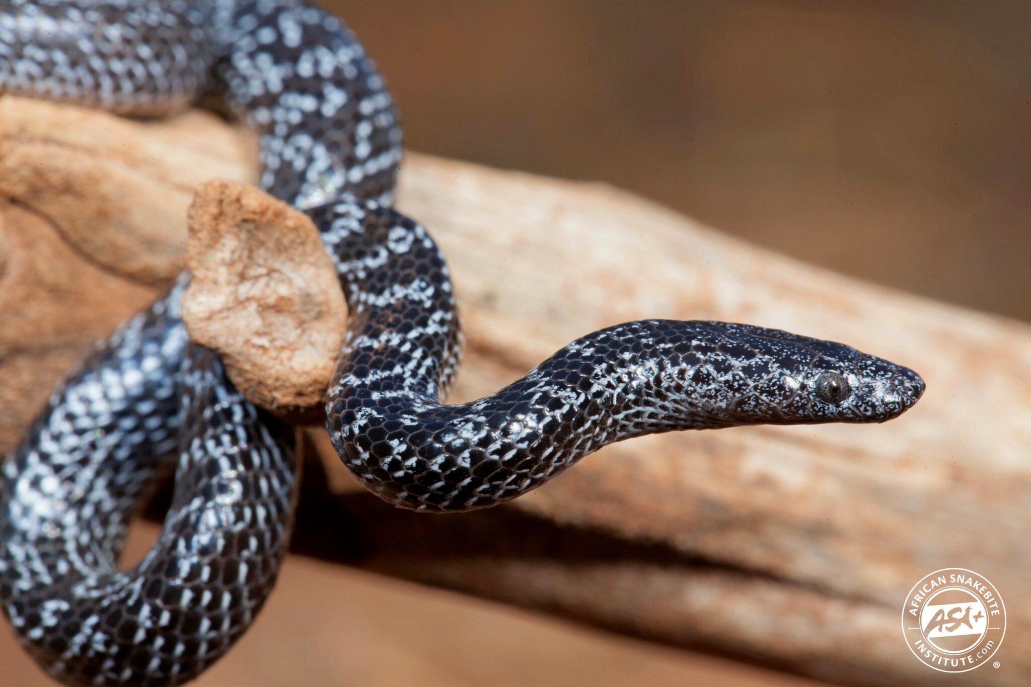 Variegated Wolf Snake - African Snakebite Institute