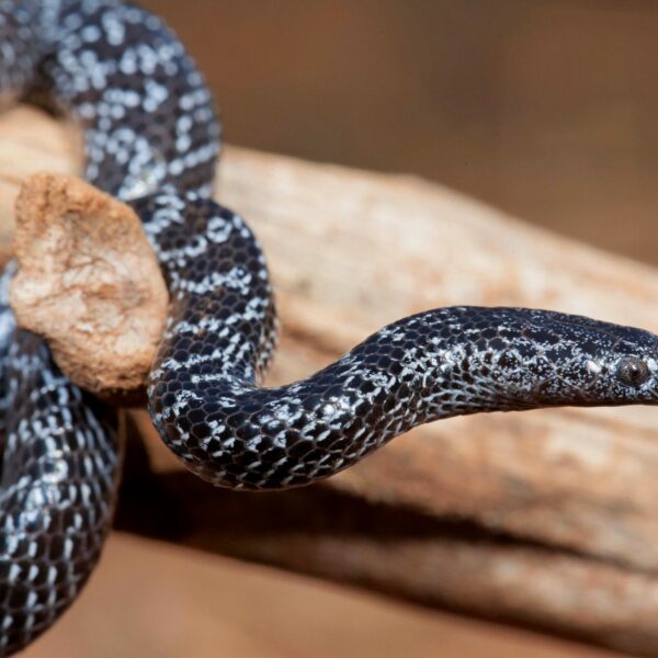 Snakes - Page 2 of 16 - African Snakebite Institute