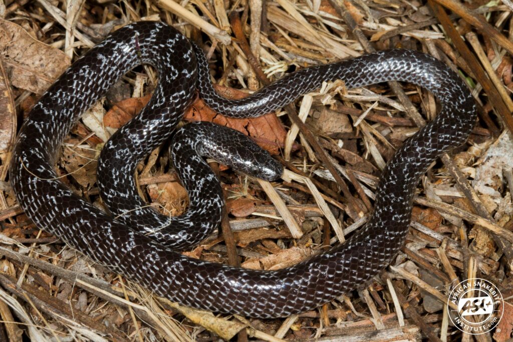 Variegated Wolf Snake - African Snakebite Institute