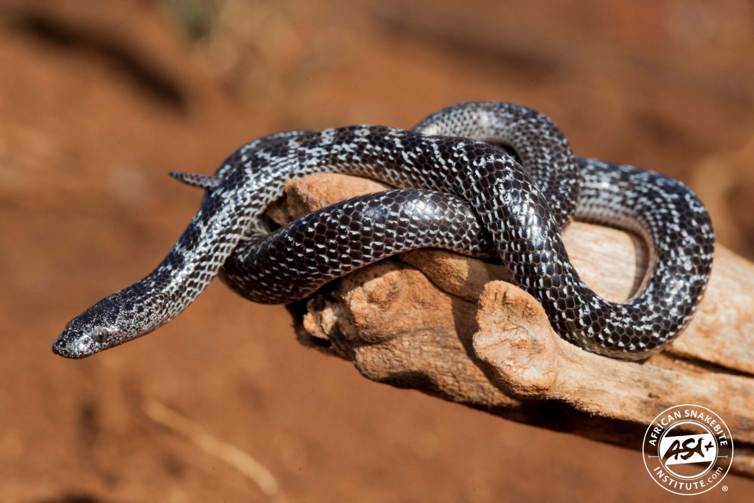 Variegated Wolf Snake - African Snakebite Institute