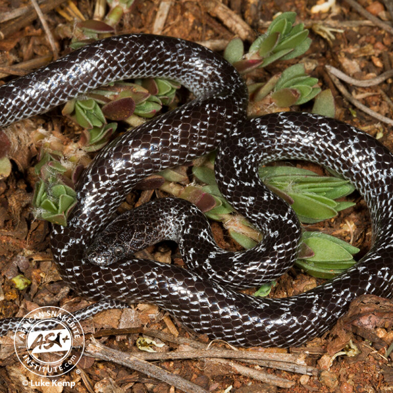 Variegated Wolf Snake - African Snakebite Institute