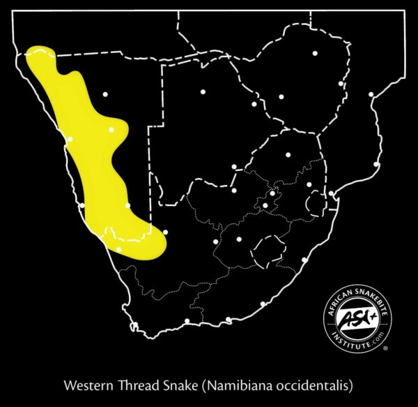 Western Thread Snake - African Snakebite Institute