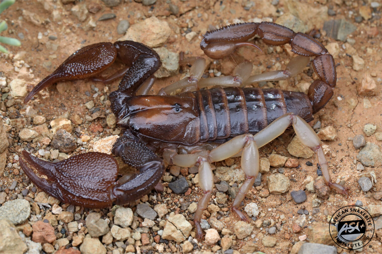 False Karoo Burrower - African Snakebite Institute