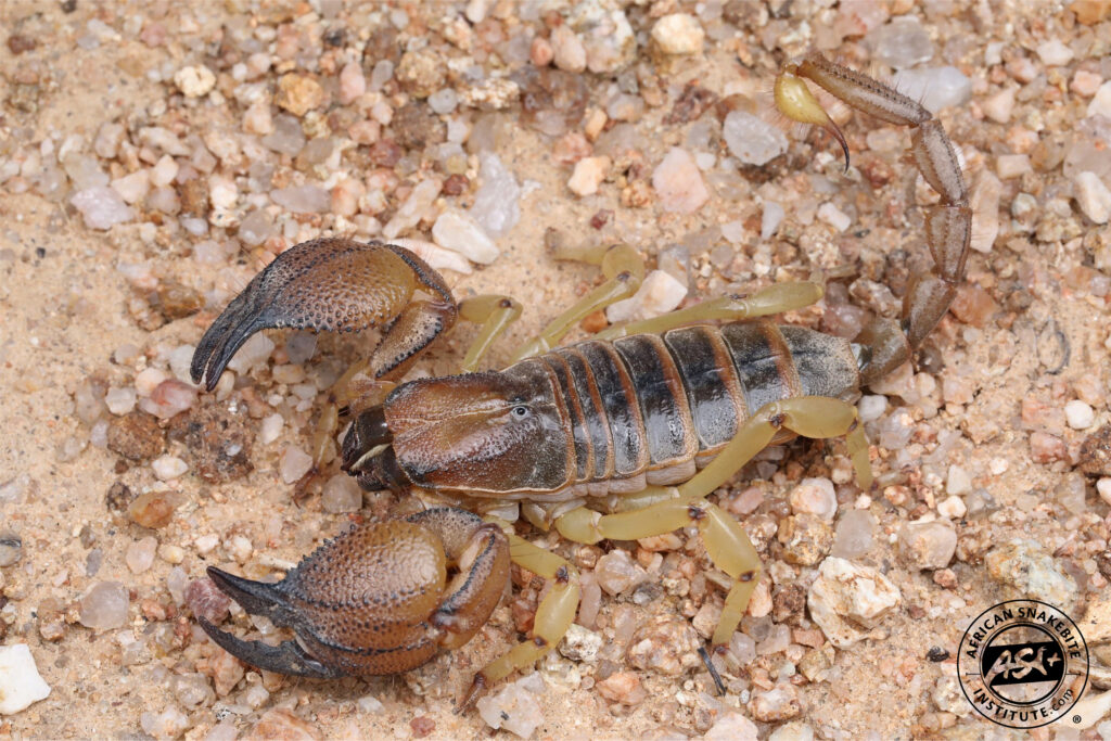 Sandy Burrower - African Snakebite Institute