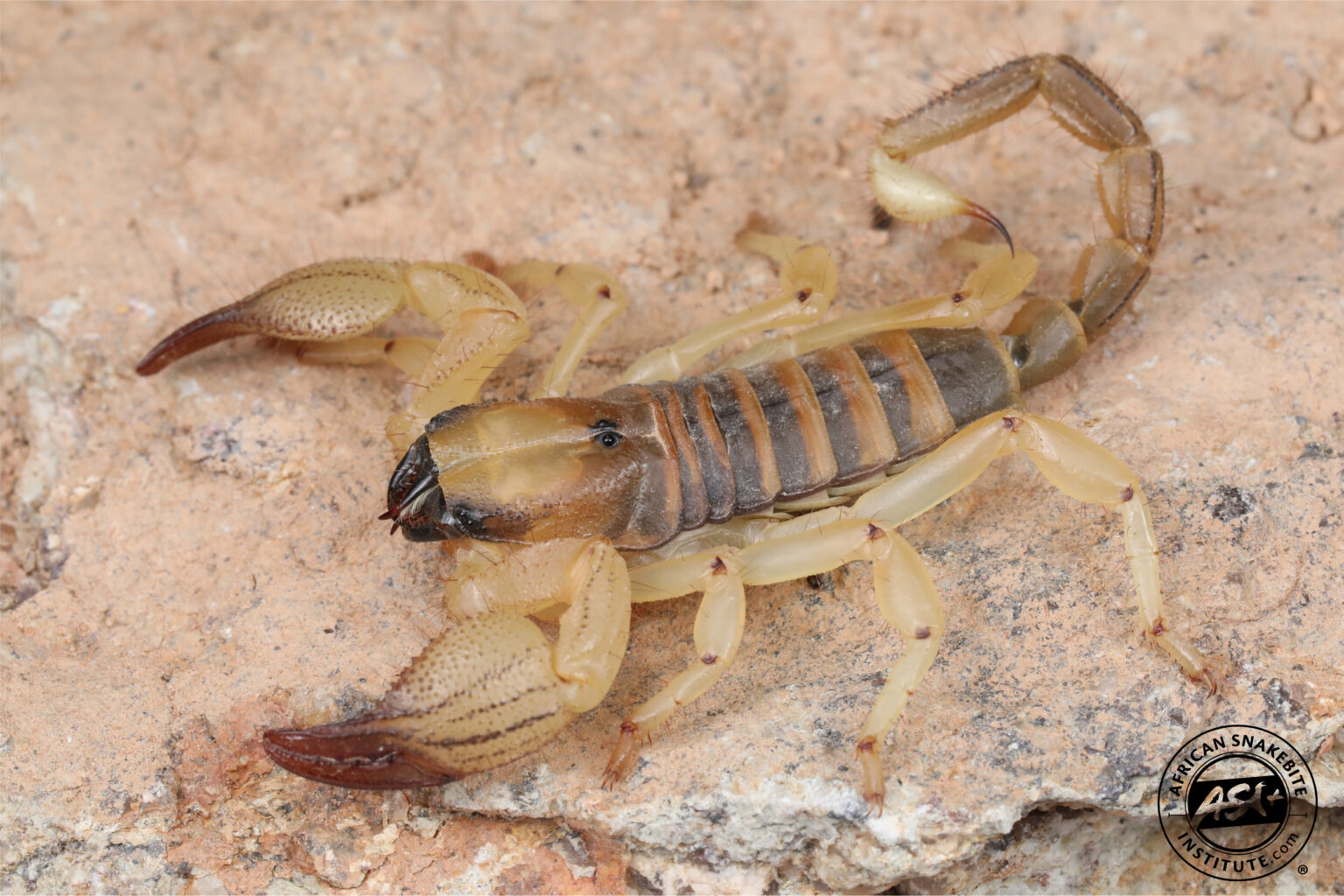 Sandy Burrower - African Snakebite Institute