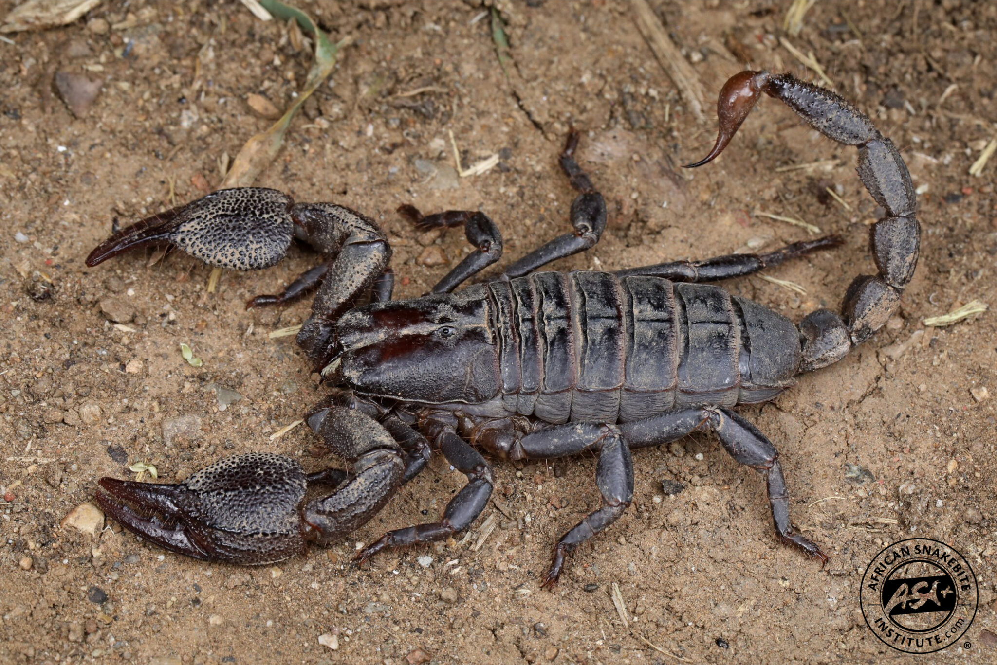 Scorpions - African Snakebite Institute