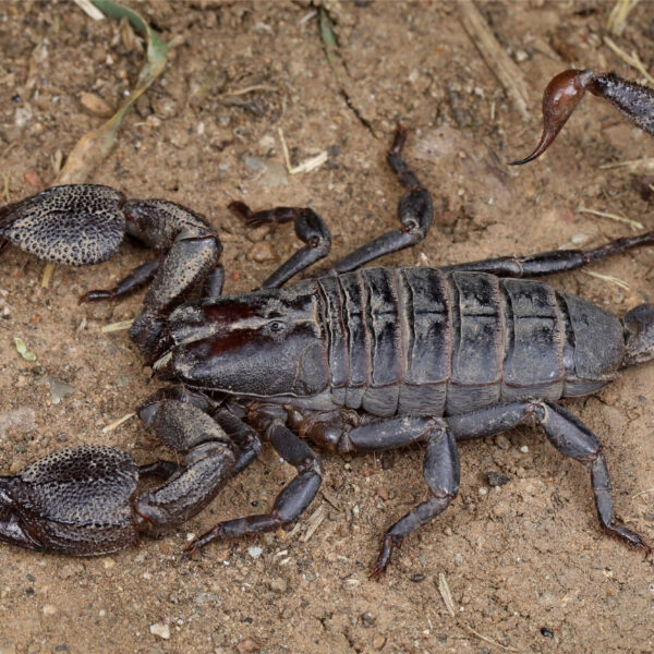 Scorpions - African Snakebite Institute
