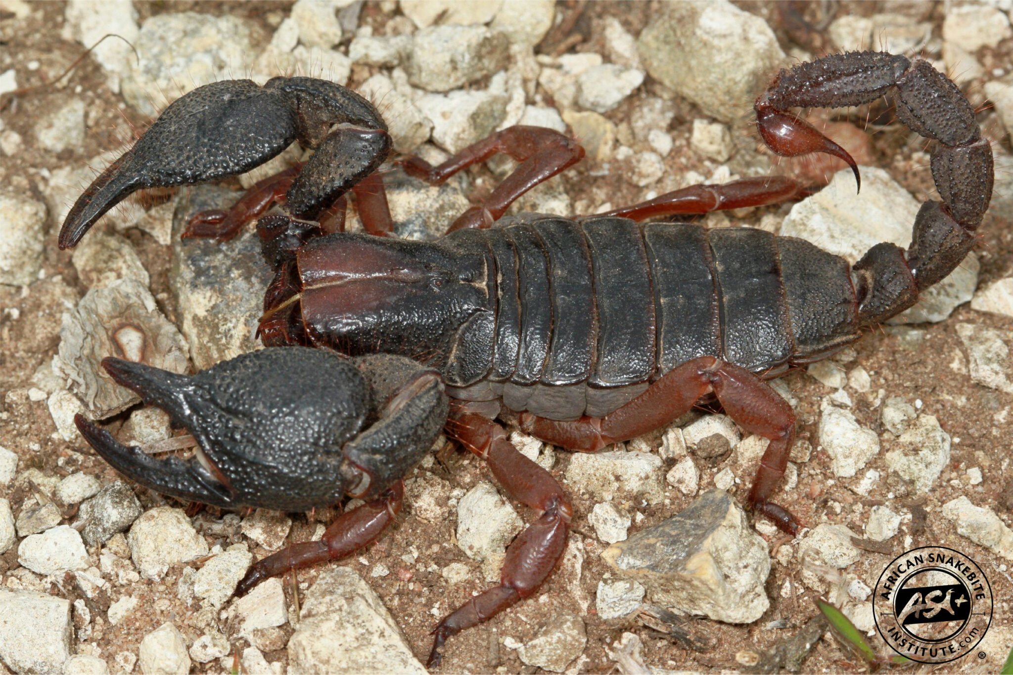 Dusky Burrower - African Snakebite Institute