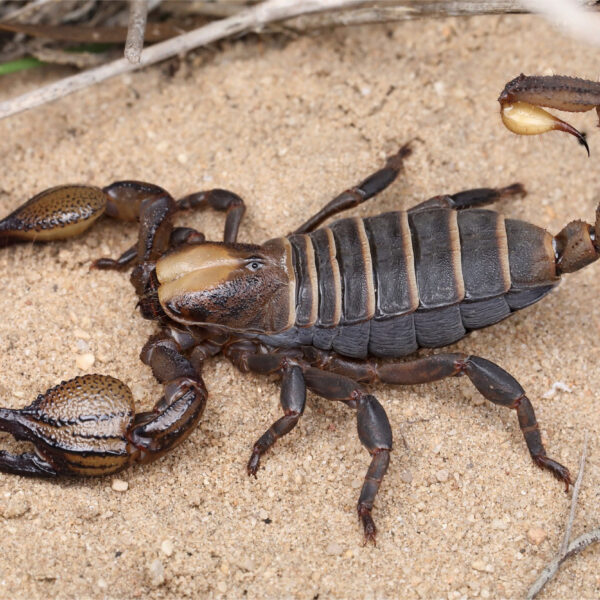 Scorpions - African Snakebite Institute