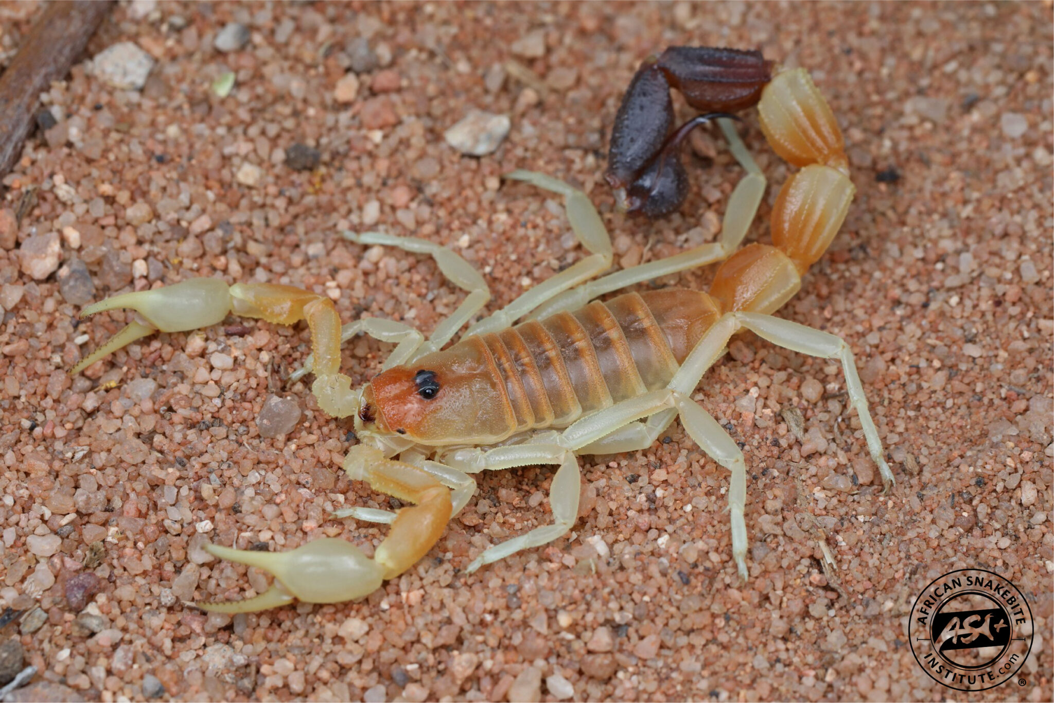 Black-tailed Thicktail Scorpion - African Snakebite Institute