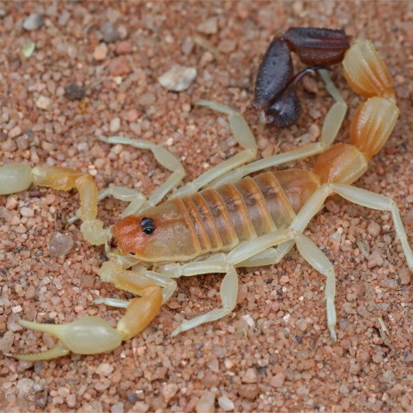 Scorpions - African Snakebite Institute