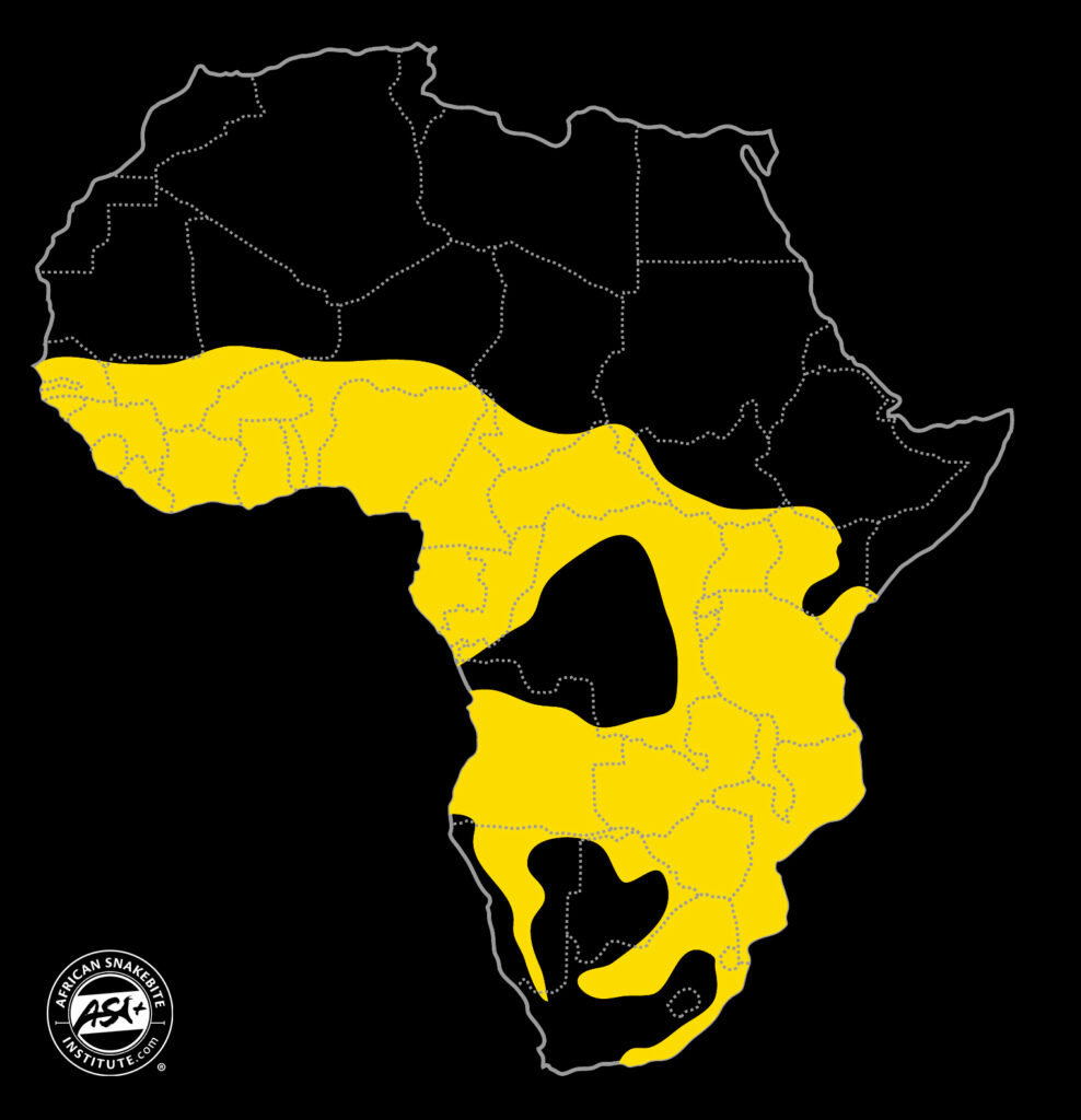 Spotted Bush Snake - Africa - African Snakebite Institute