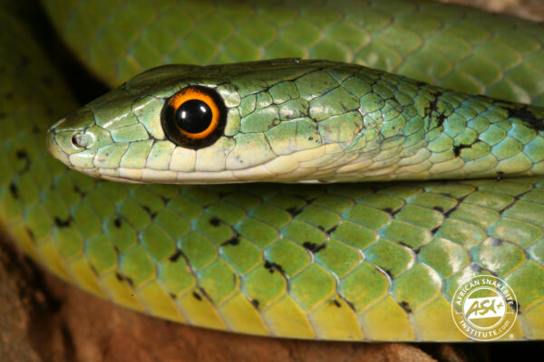 Spotted Bush Snake - Africa - African Snakebite Institute