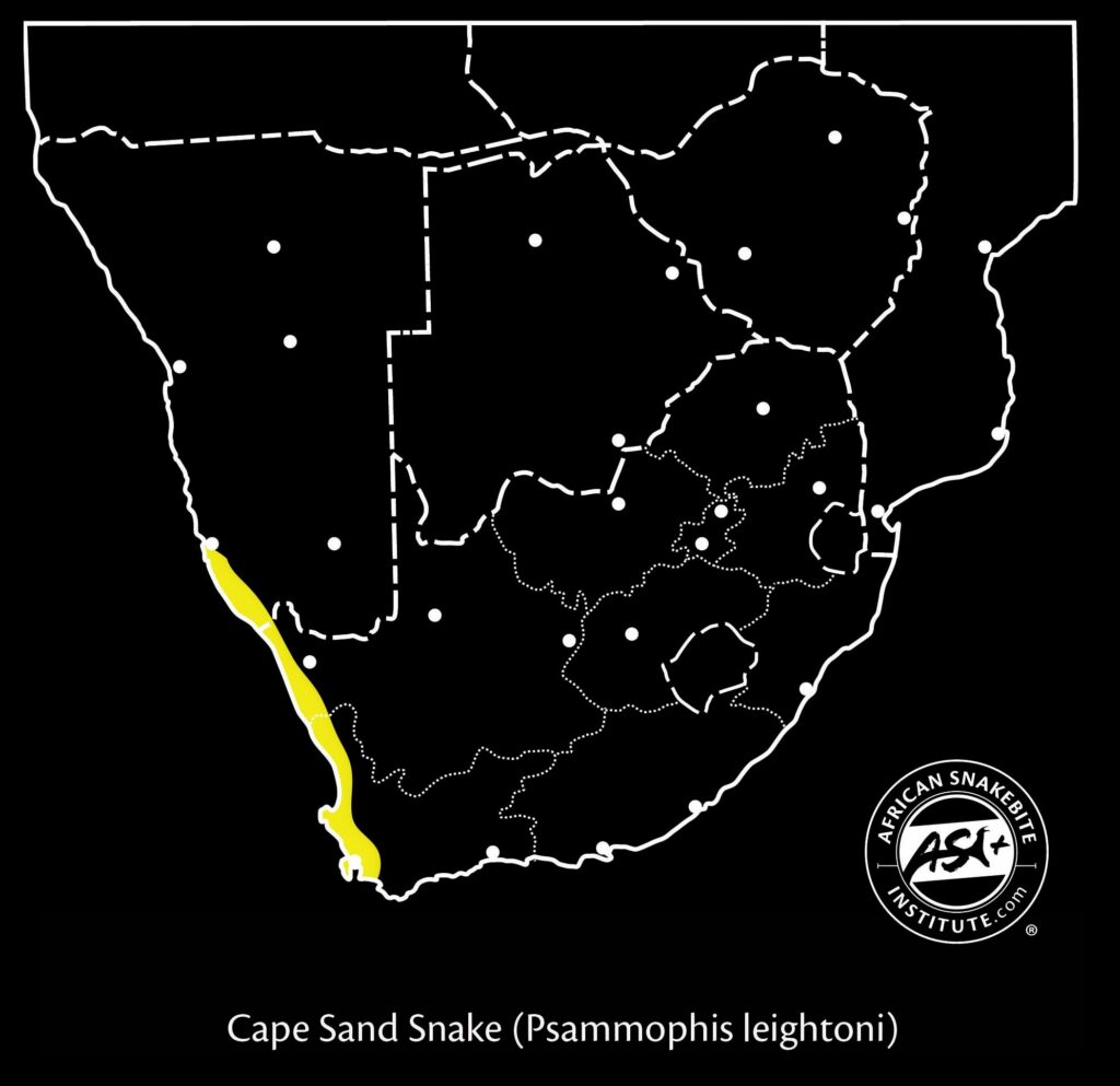 Cape Sand Snake - African Snakebite Institute