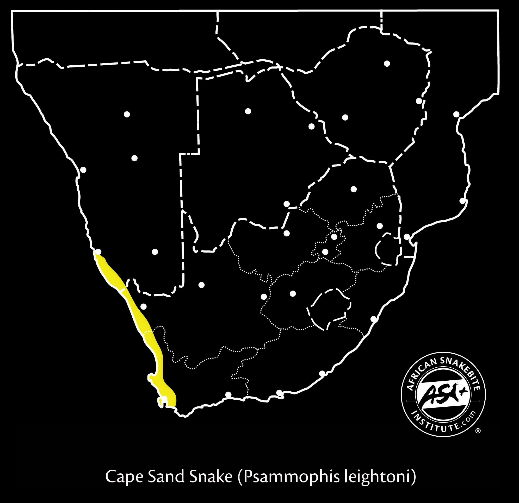 Cape Sand Snake - African Snakebite Institute