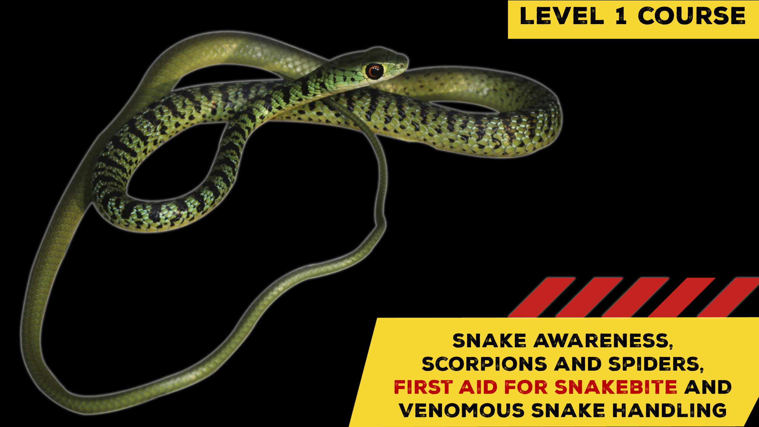 Snake Handling Training South Africa at Benjamin Bomar blog