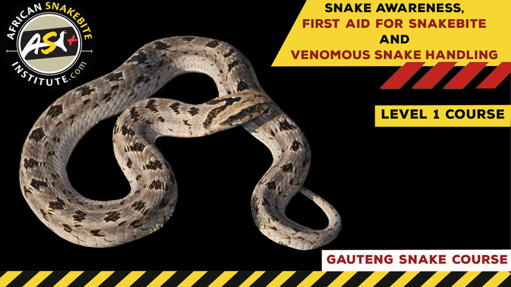 Snake Awareness & Venomous Snake Handling (Gauteng) - 2023-06-24