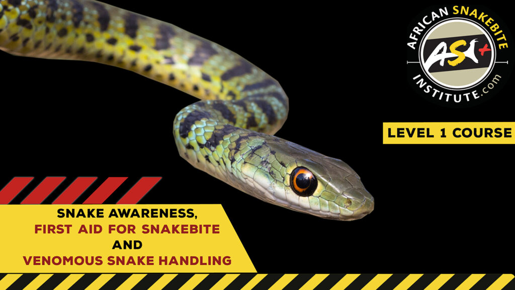 Snake Awareness & Venomous Snake Handling (Gauteng) - 2023-07-29