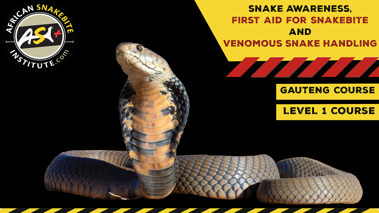 Snake Awareness & Venomous Snake Handling (Gauteng) - 2023-08-26