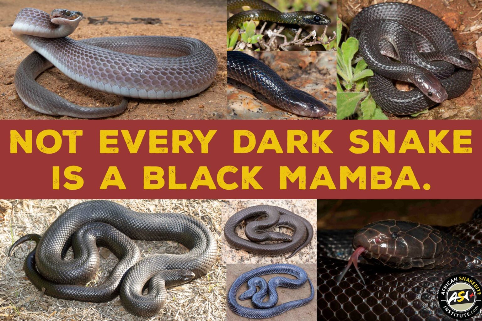 Not every dark snake is a Black Mamba - African Snakebite Institute