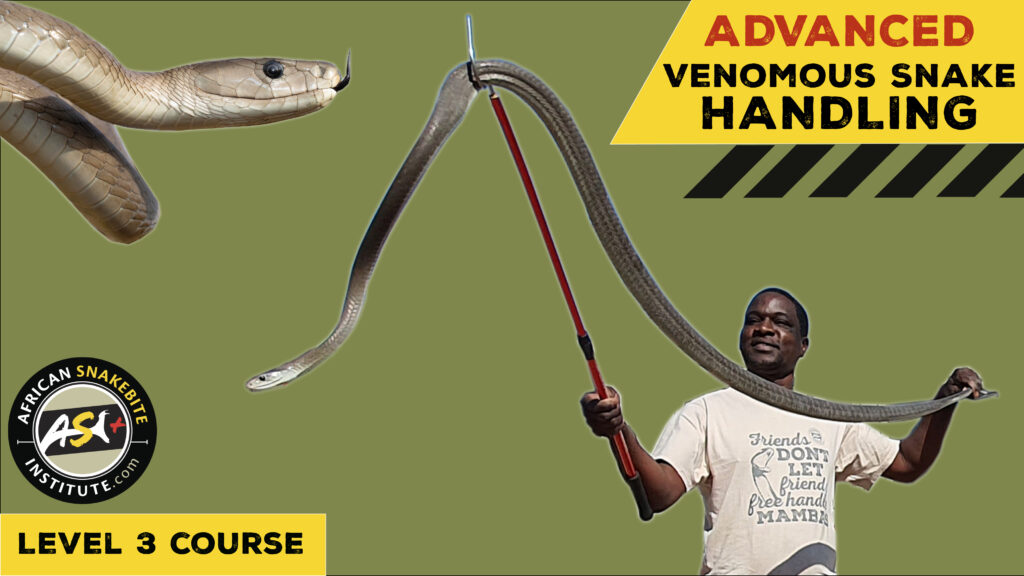 Advanced Venomous Snake Handling (Gauteng) - 2023-10-01