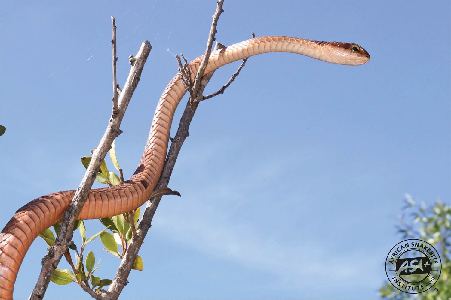 Top 20 myths about snakes - African Snakebite Institute