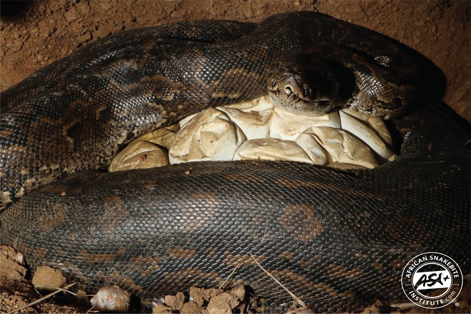 Top 20 myths about snakes - African Snakebite Institute